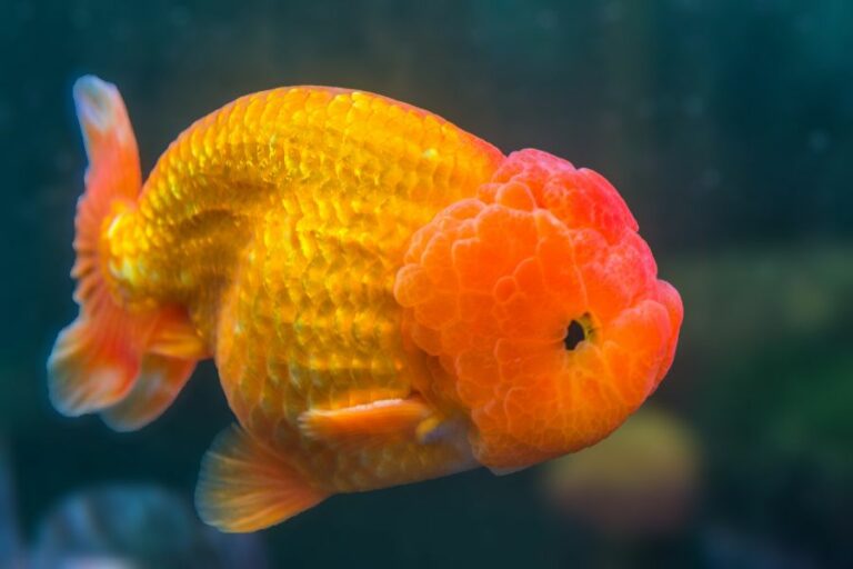 The Complete Guide to Keeping Ranchu Goldfish